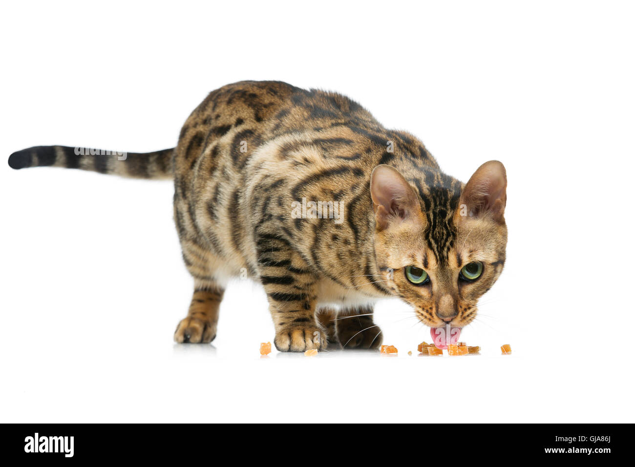 Beautiful bengal cat Stock Photo - Alamy