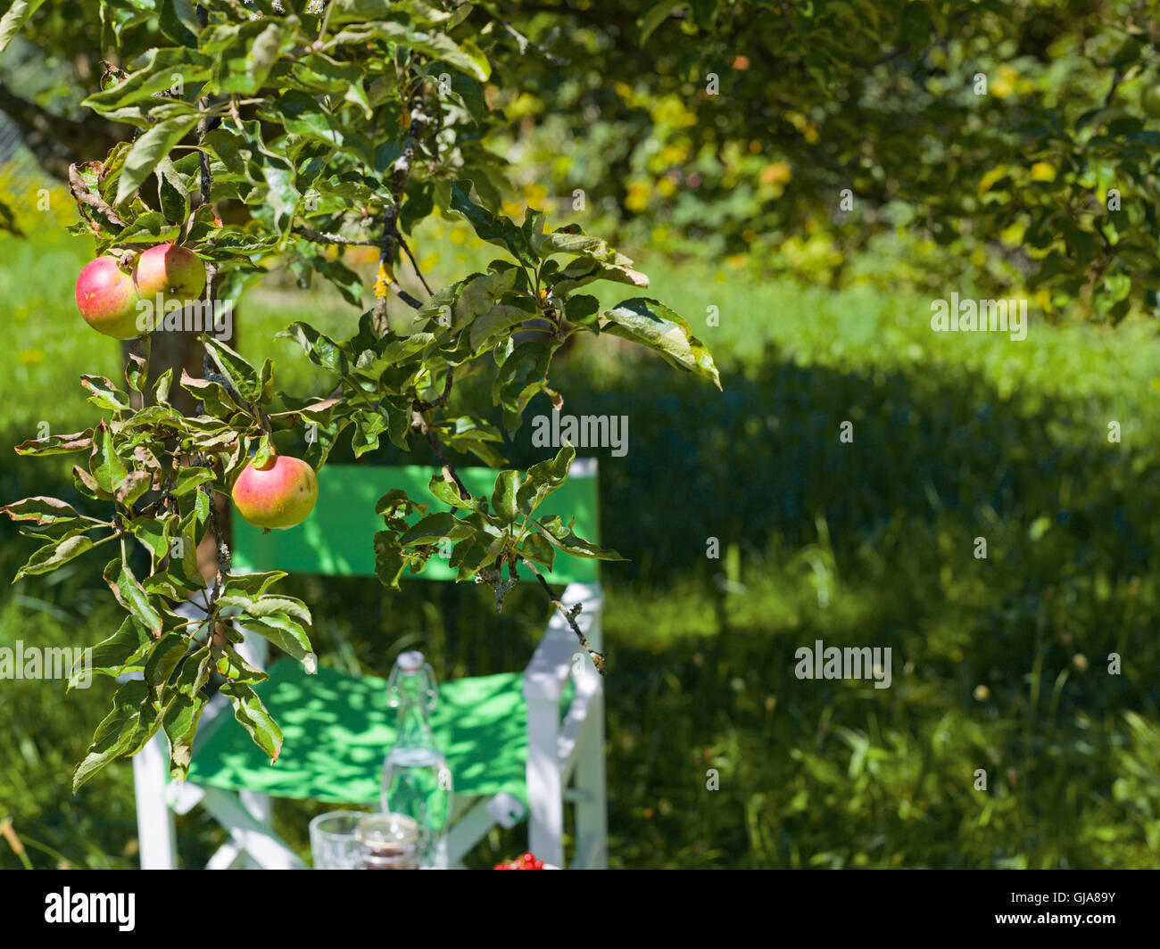 Under the apple tree Stock Photo - Alamy