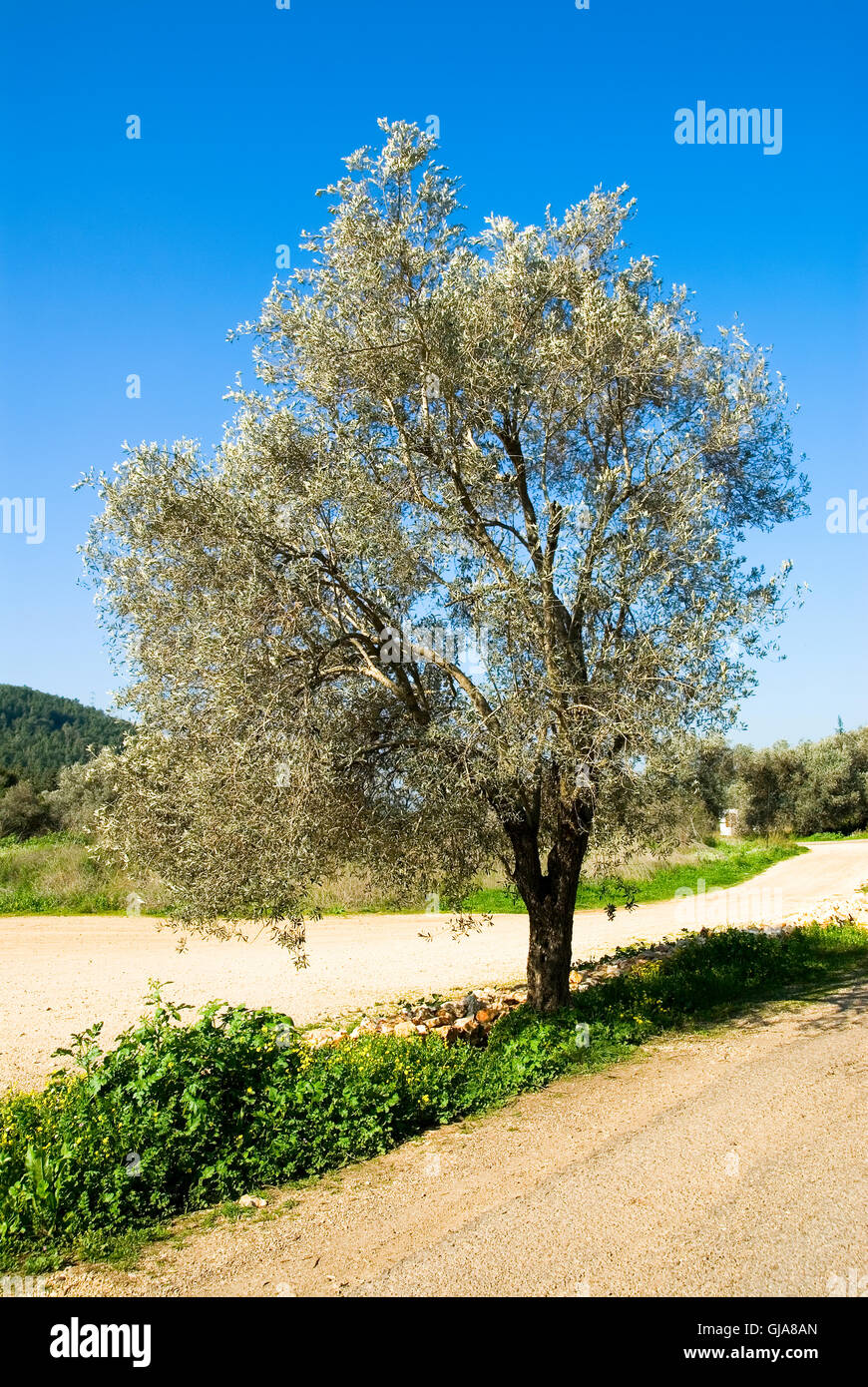 Lone Olive tree Photographed in Galilee, Israel Stock Photo - Alamy