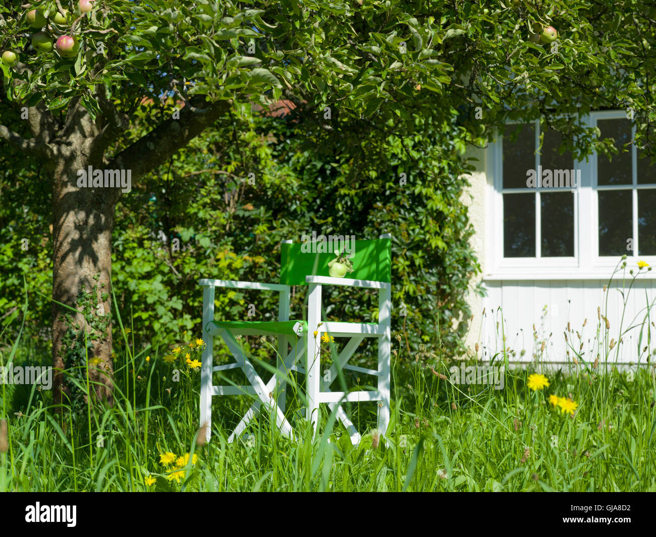 apple tree with garden chair in front of house Stock Photo - Alamy