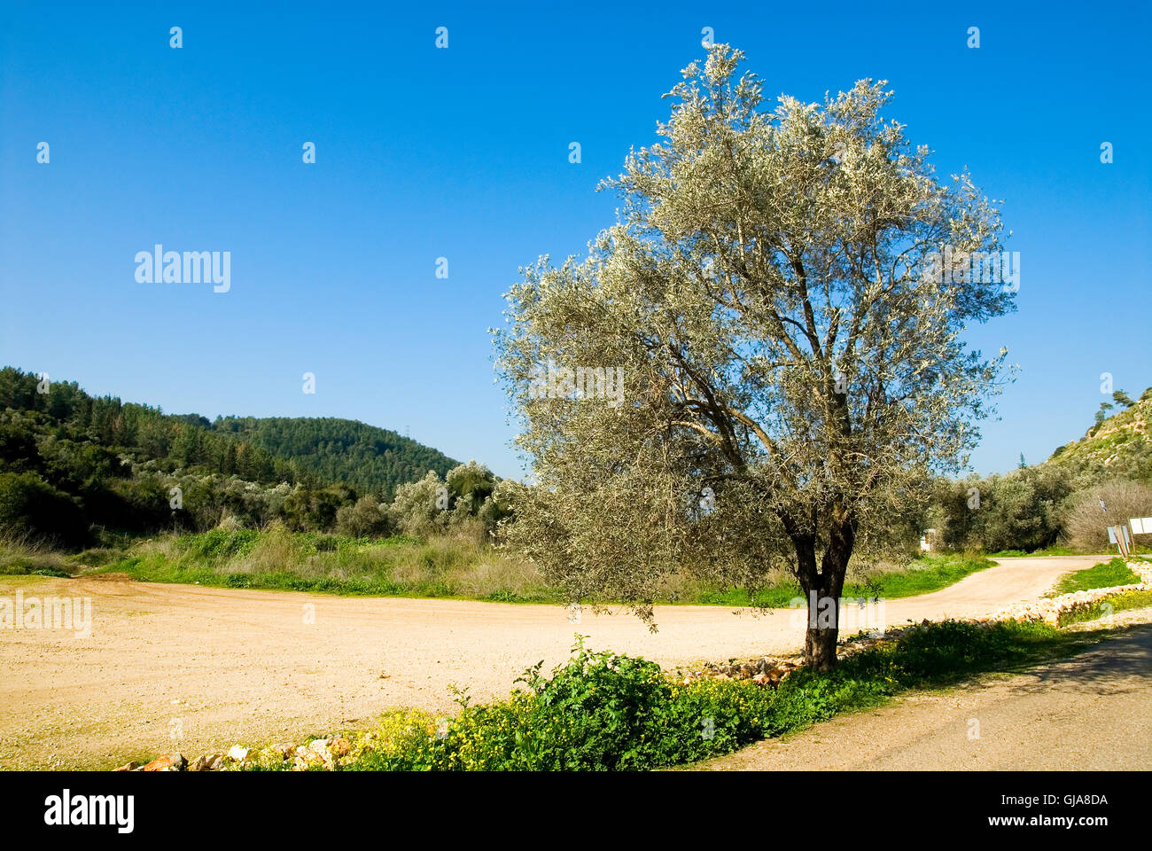 Black olives on tree hi-res stock photography and images - Alamy