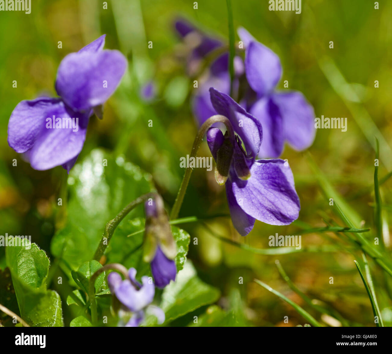 Meadow violets hi-res stock photography and images - Alamy