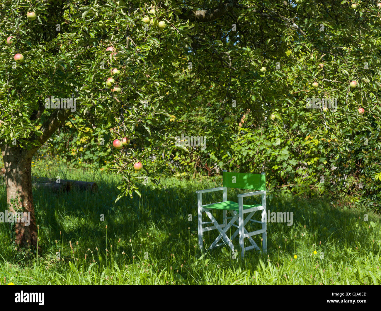 apple tree with garden chair Stock Photo - Alamy