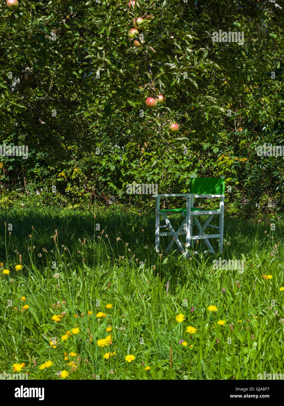 apple tree with garden chair Stock Photo - Alamy