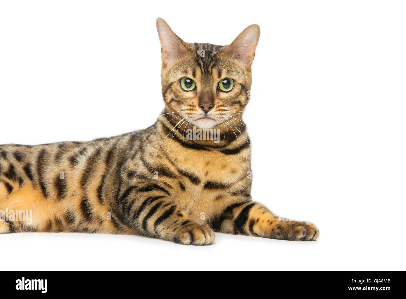 Beautiful bengal cat Stock Photo - Alamy