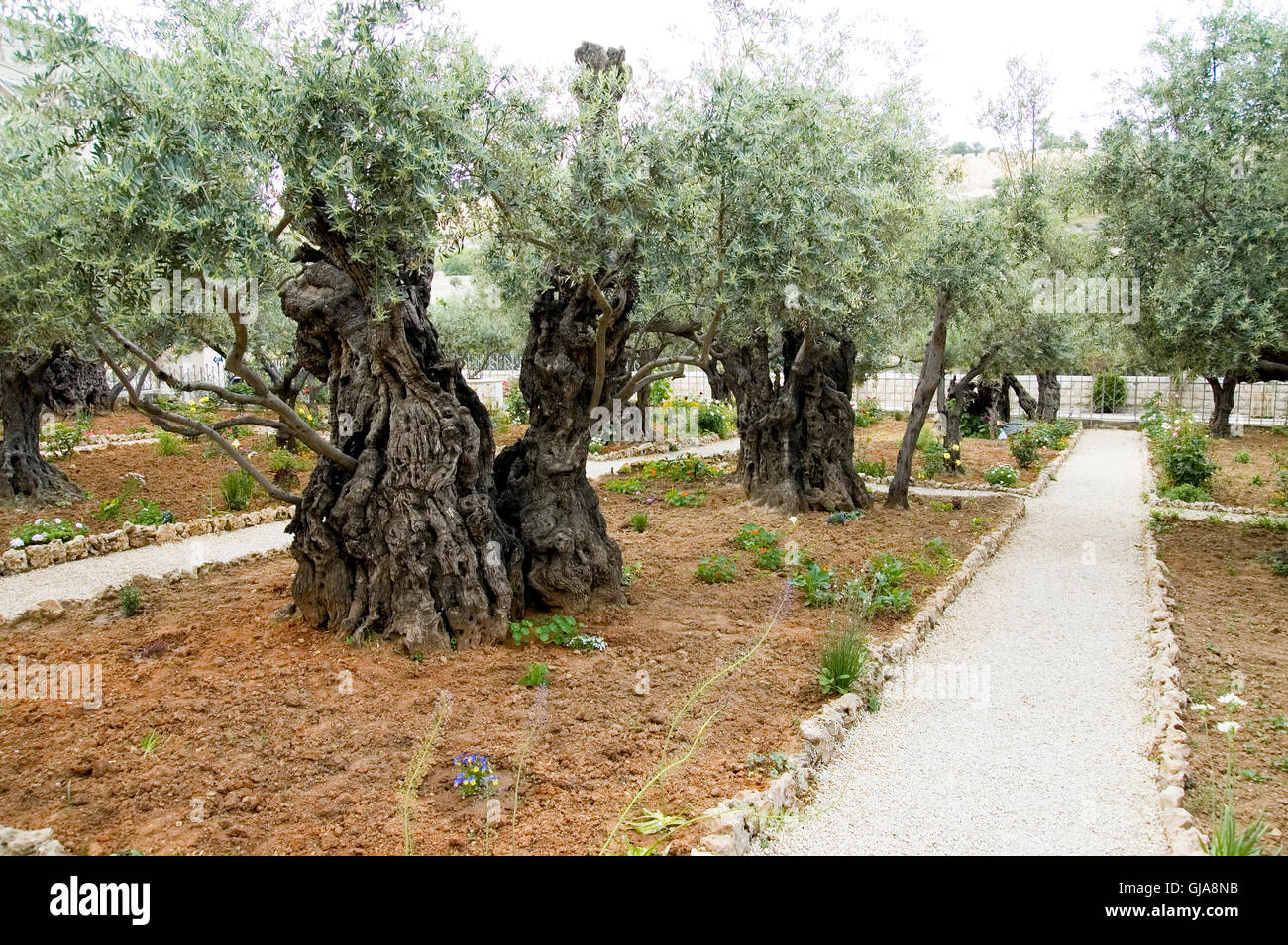 Israel, Jerusalem, Old Olive trees in the garden of Gethsemane, in the ...