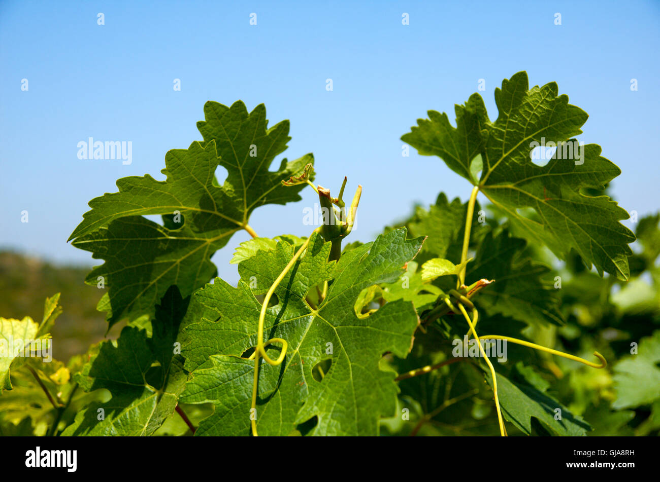Israel, Judea Hills, Tzora winery and vineyards, Cabernet vines planted ...