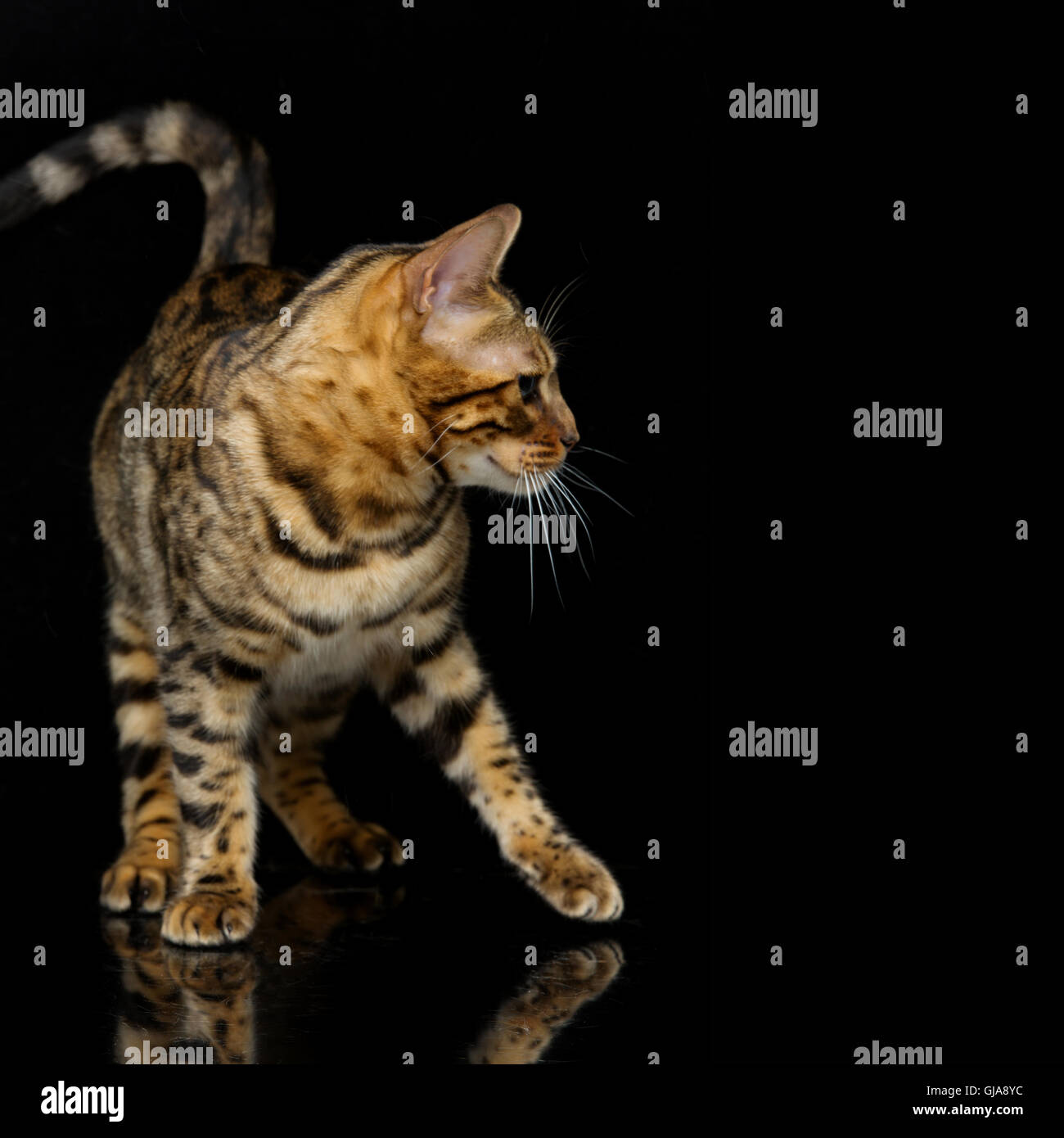 Beautiful bengal cat Stock Photo - Alamy