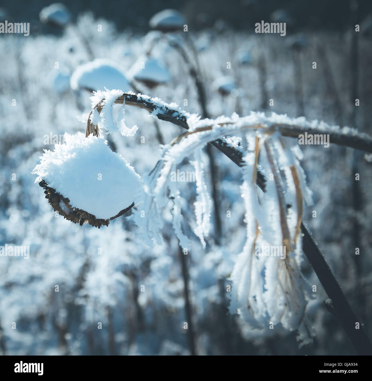 Sunflower field in winter Stock Photo - Alamy
