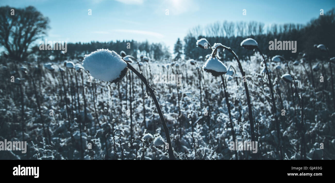 Snow winter sunflowers hi-res stock photography and images - Alamy
