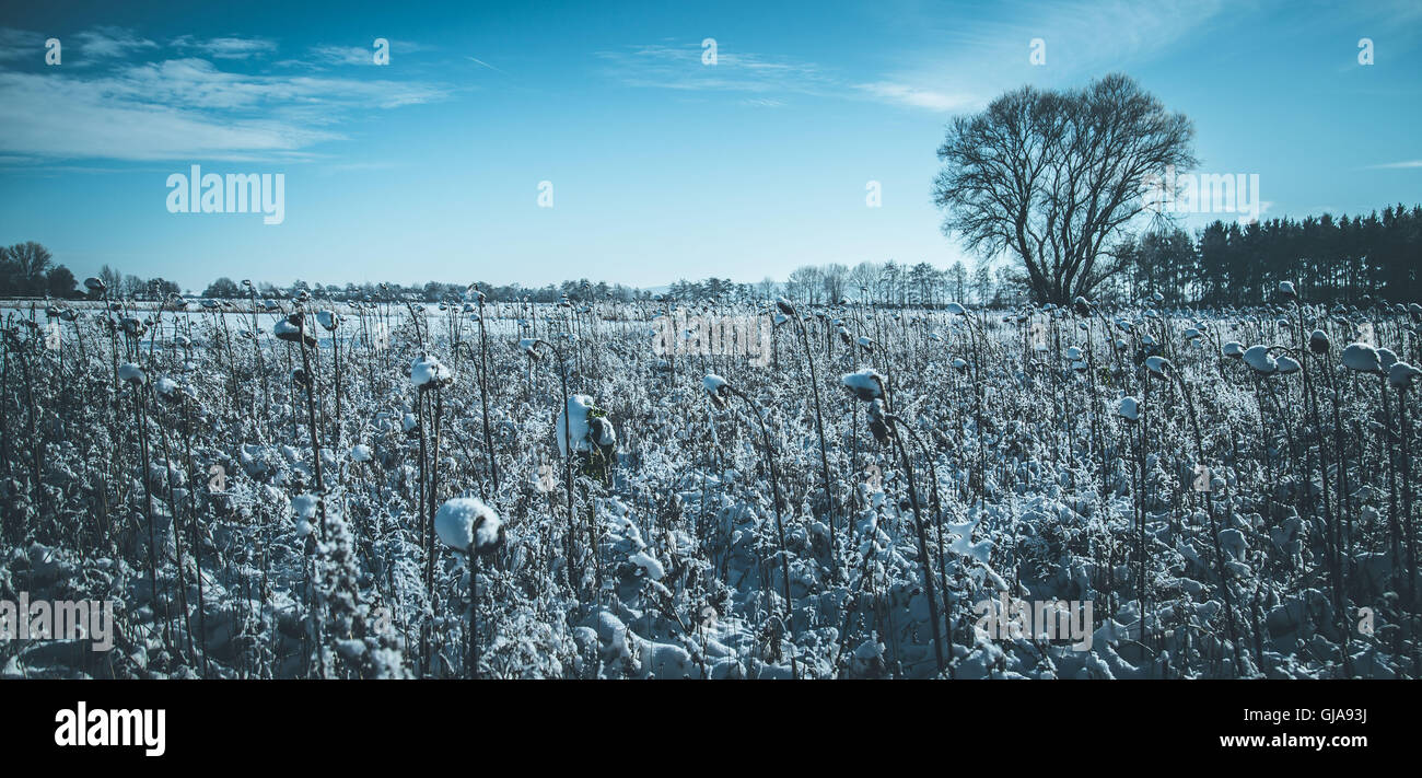Sunflowers snow winter hi-res stock photography and images - Alamy