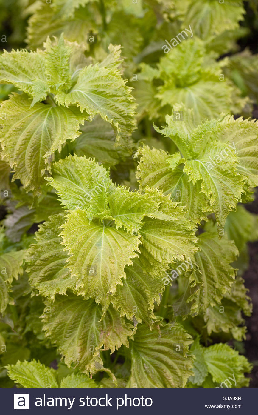 Perilla Frutescens Stock Photos & Perilla Frutescens Stock Images - Alamy