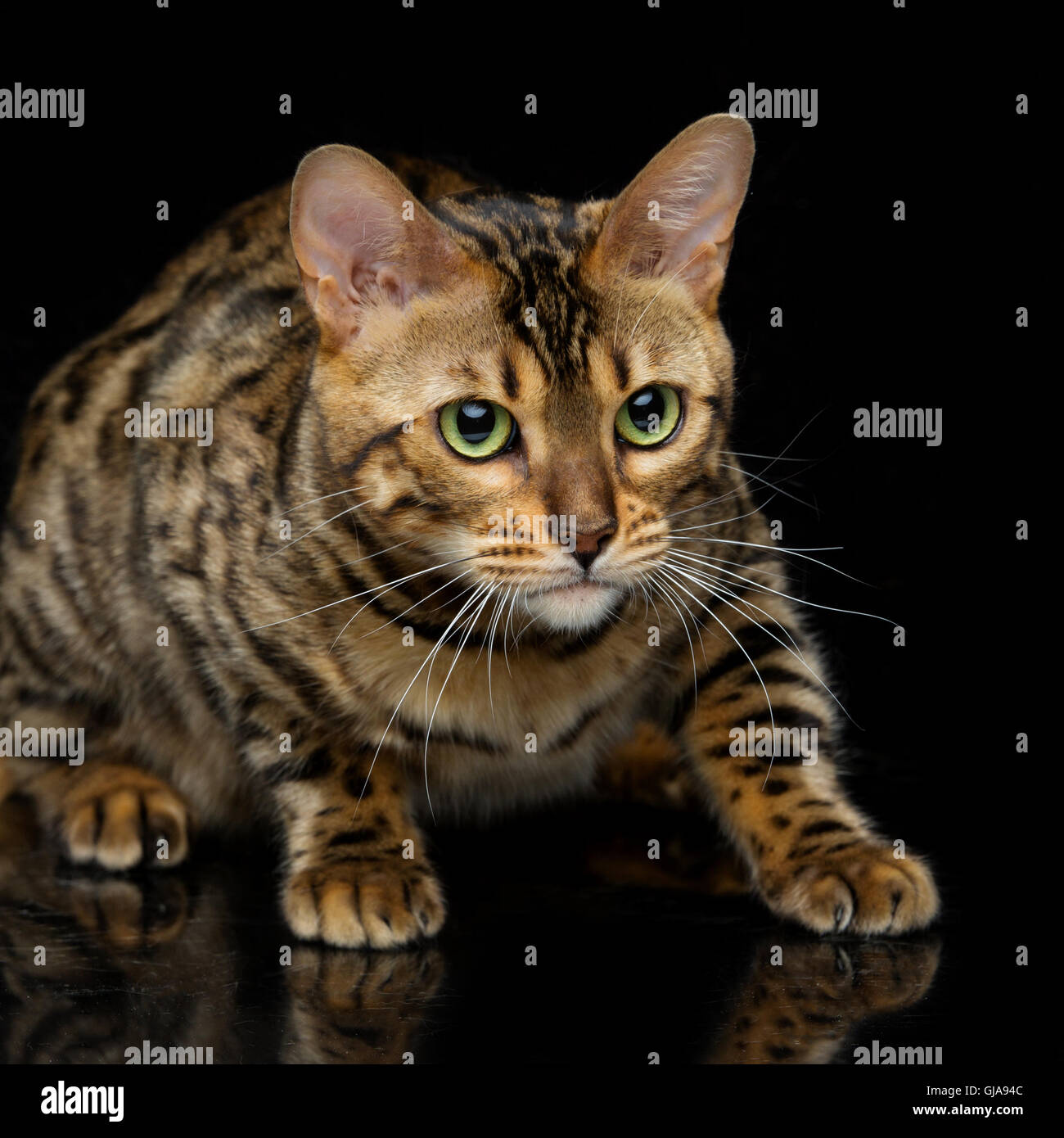 Bengal cat portrait meow hi-res stock photography and images - Alamy