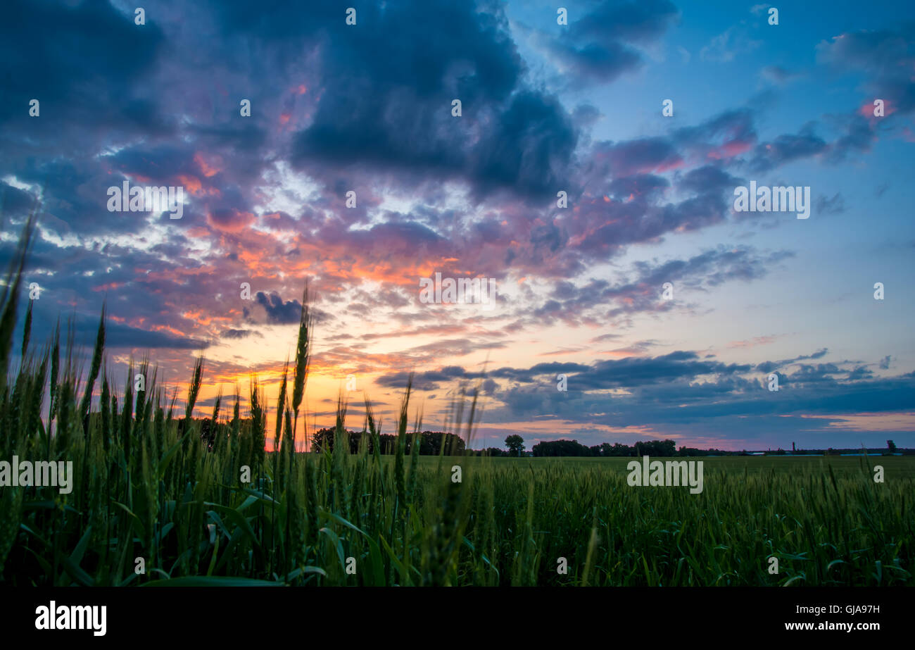 Bearded grain heads hi-res stock photography and images - Alamy