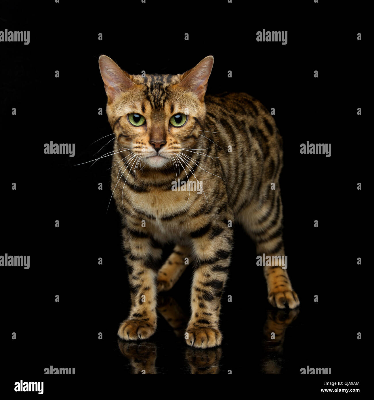 Beautiful bengal cat Stock Photo - Alamy