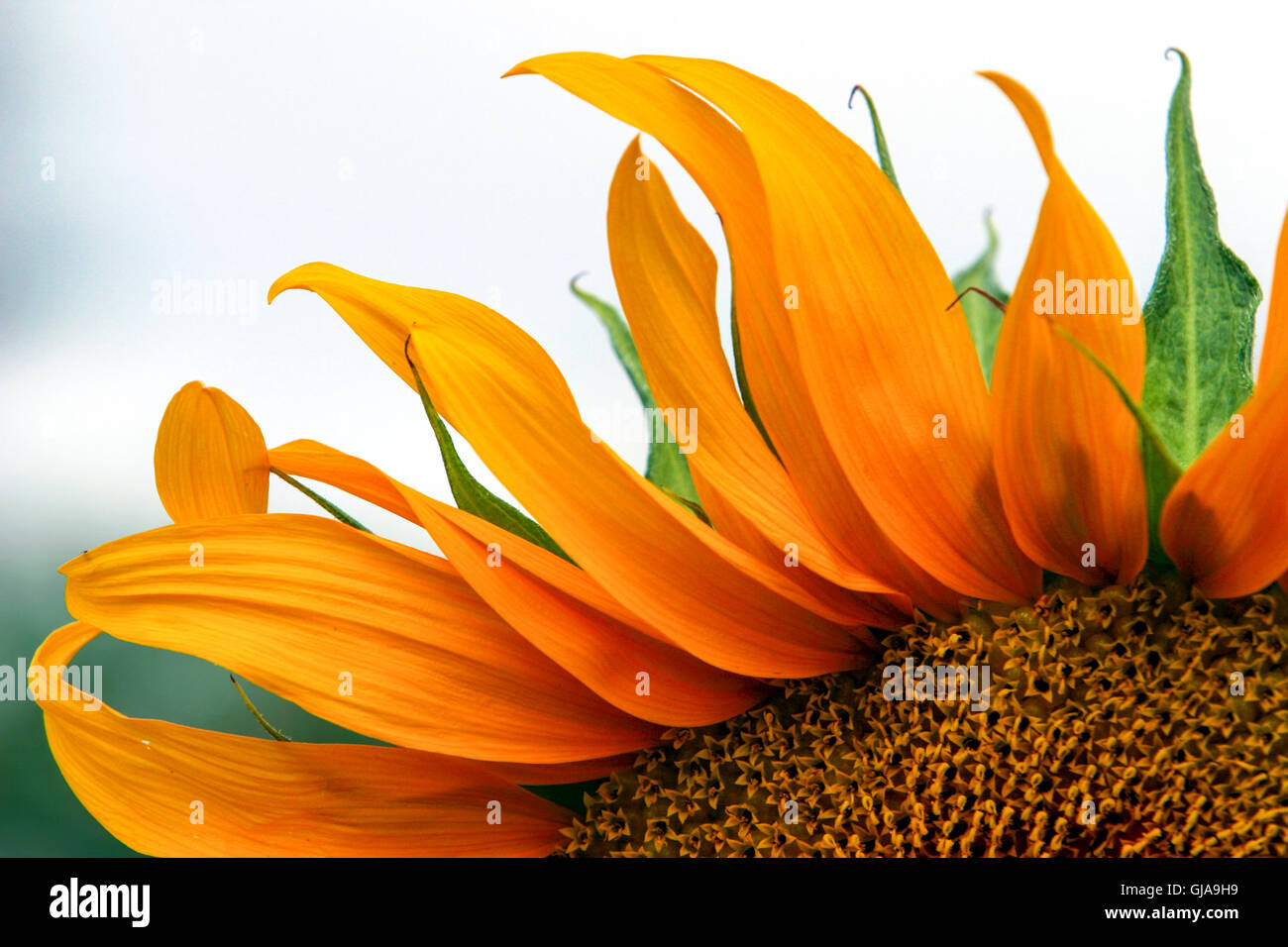 close up details of a sunflower Stock Photo - Alamy