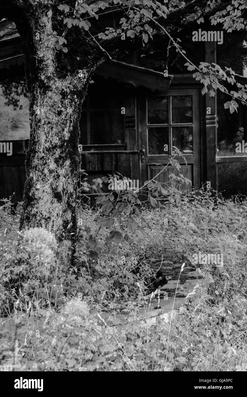 House, tree, overgrown Stock Photo - Alamy