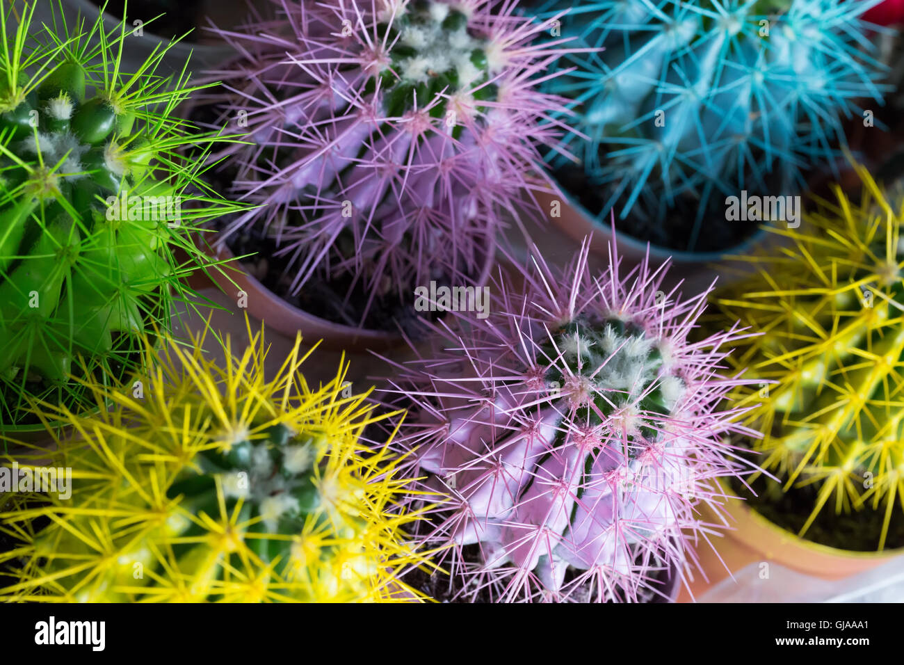 Close up flower pots hi-res stock photography and images - Alamy