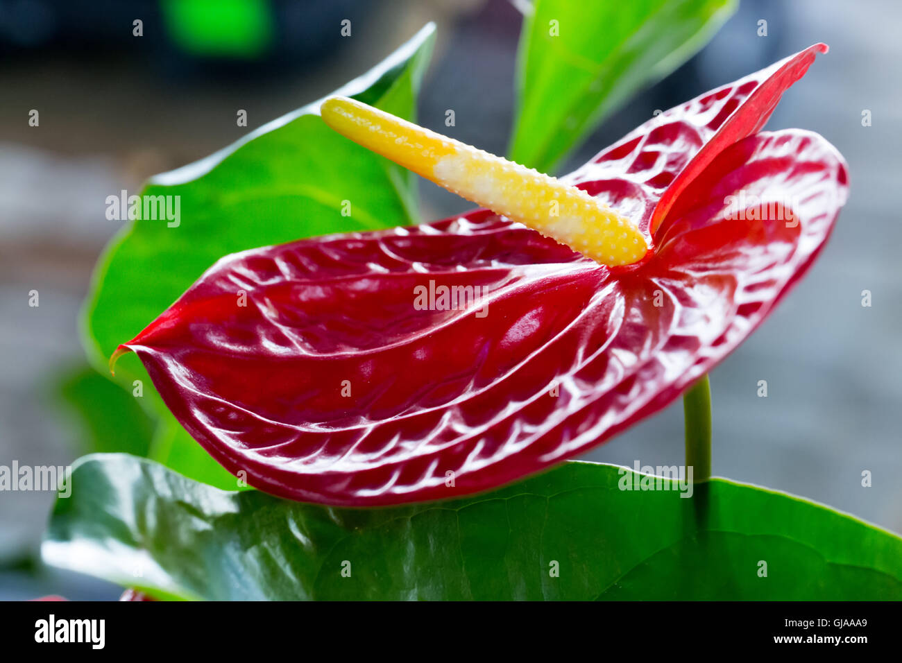 Anthurium hi-res stock photography and images - Alamy