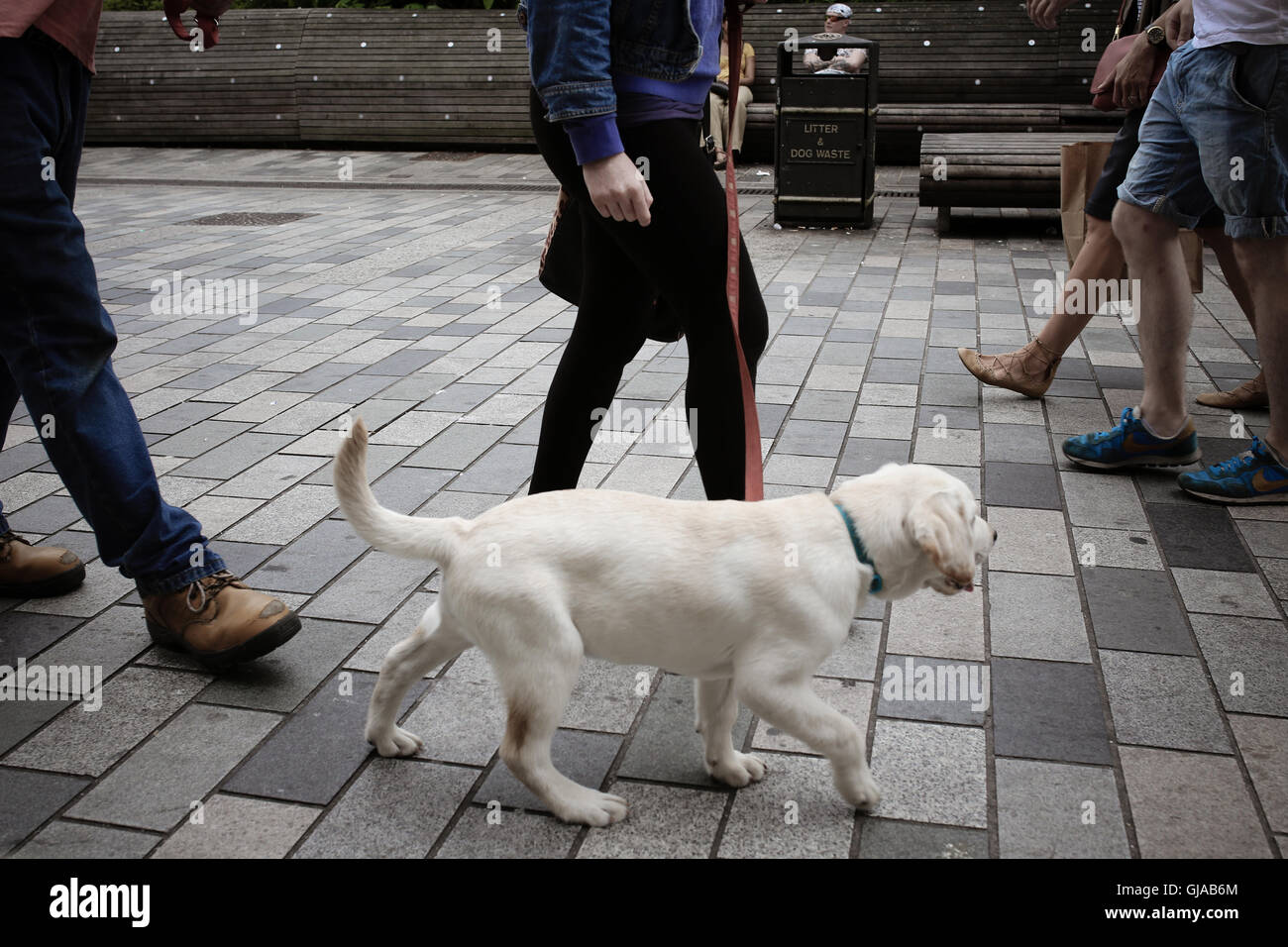 Golden lab being walked hi-res stock photography and images - Alamy