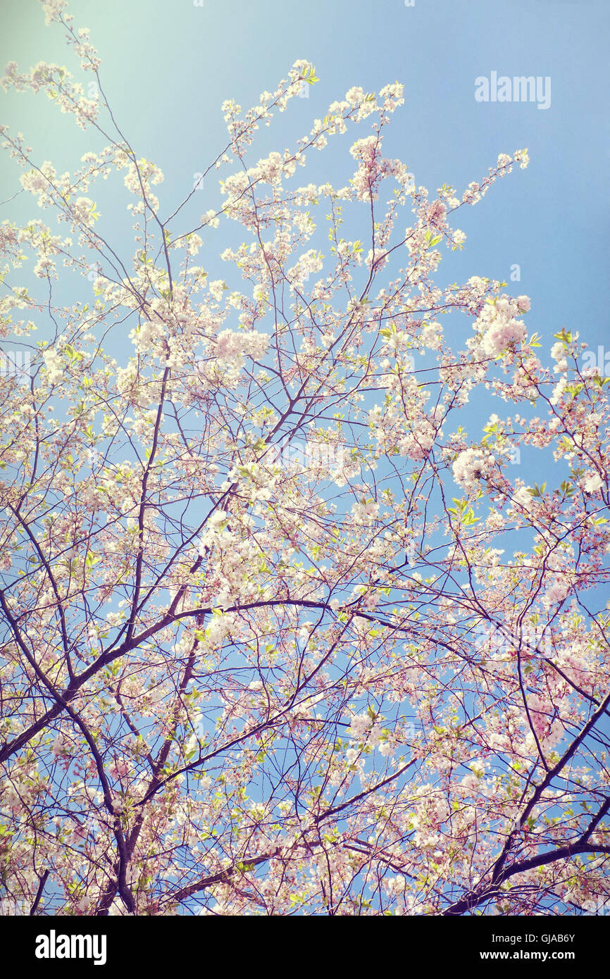 Cherry flower, cherry tree, blue heaven Stock Photo - Alamy