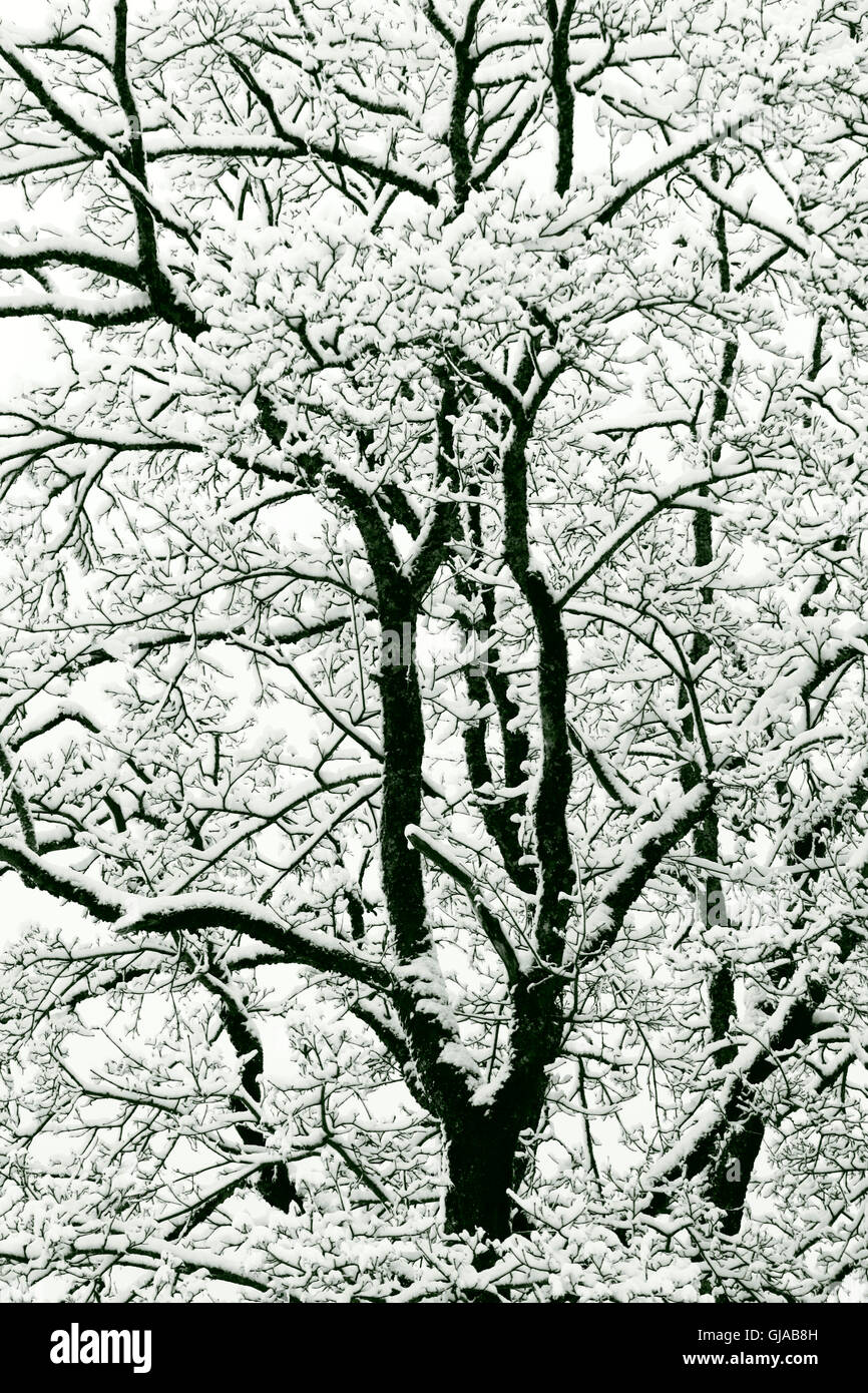 Filigree vertical hi-res stock photography and images - Alamy