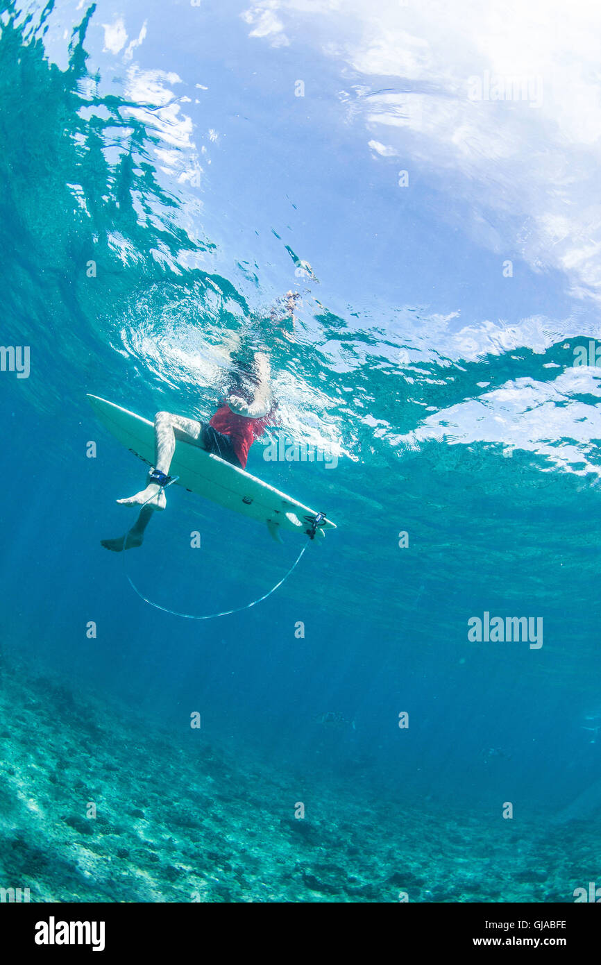 Surfer from shark's point of view Stock Photo - Alamy