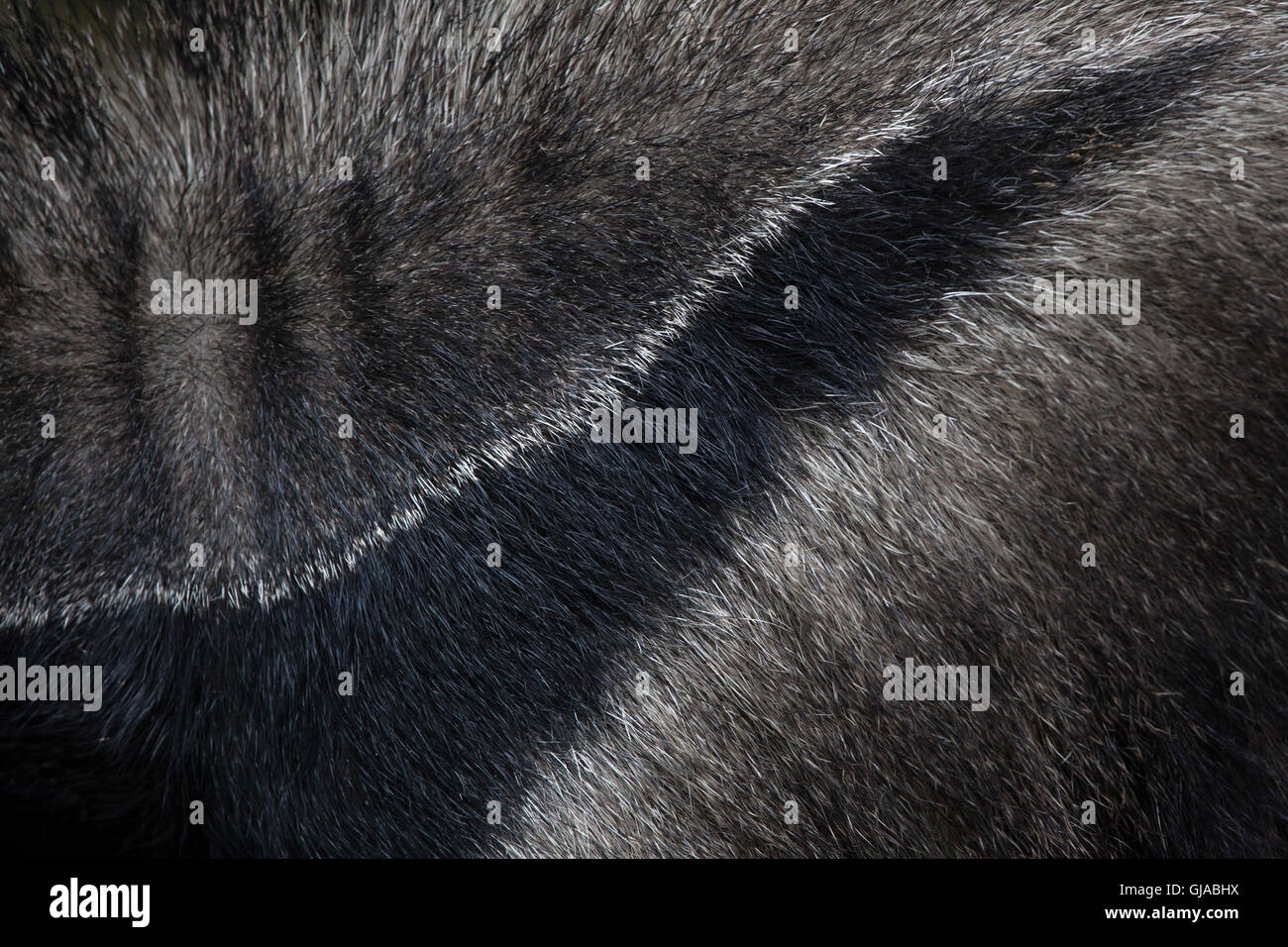 Giant anteater (Myrmecophaga tridactyla), also known as the ant bear ...