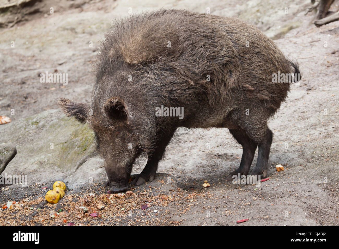 Wild boar in siberia hi-res stock photography and images - Alamy