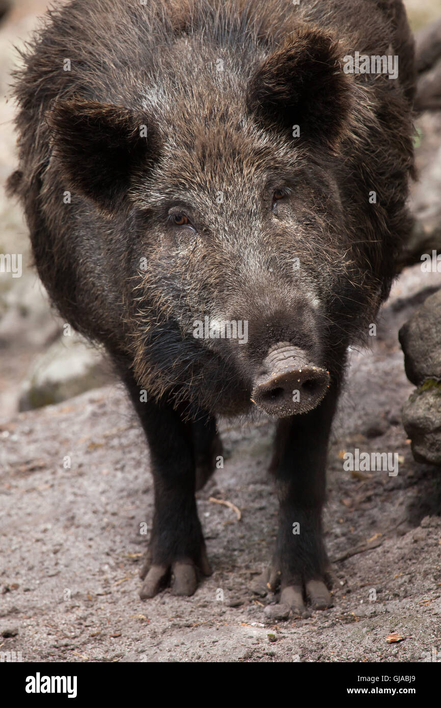 Wild boar (Sus scrofa Stock Photo - Alamy