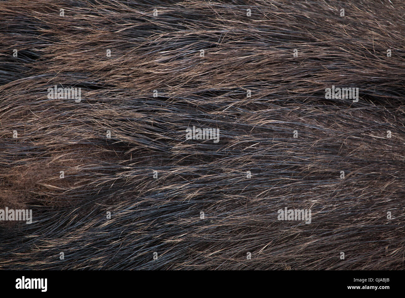 Texture skin wild boar background hi-res stock photography and images ...