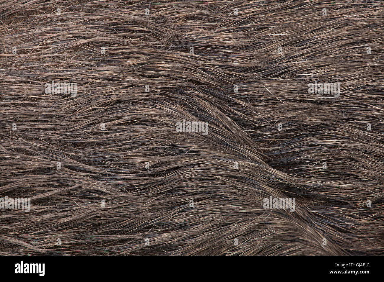 Texture skin wild boar background hi-res stock photography and images ...