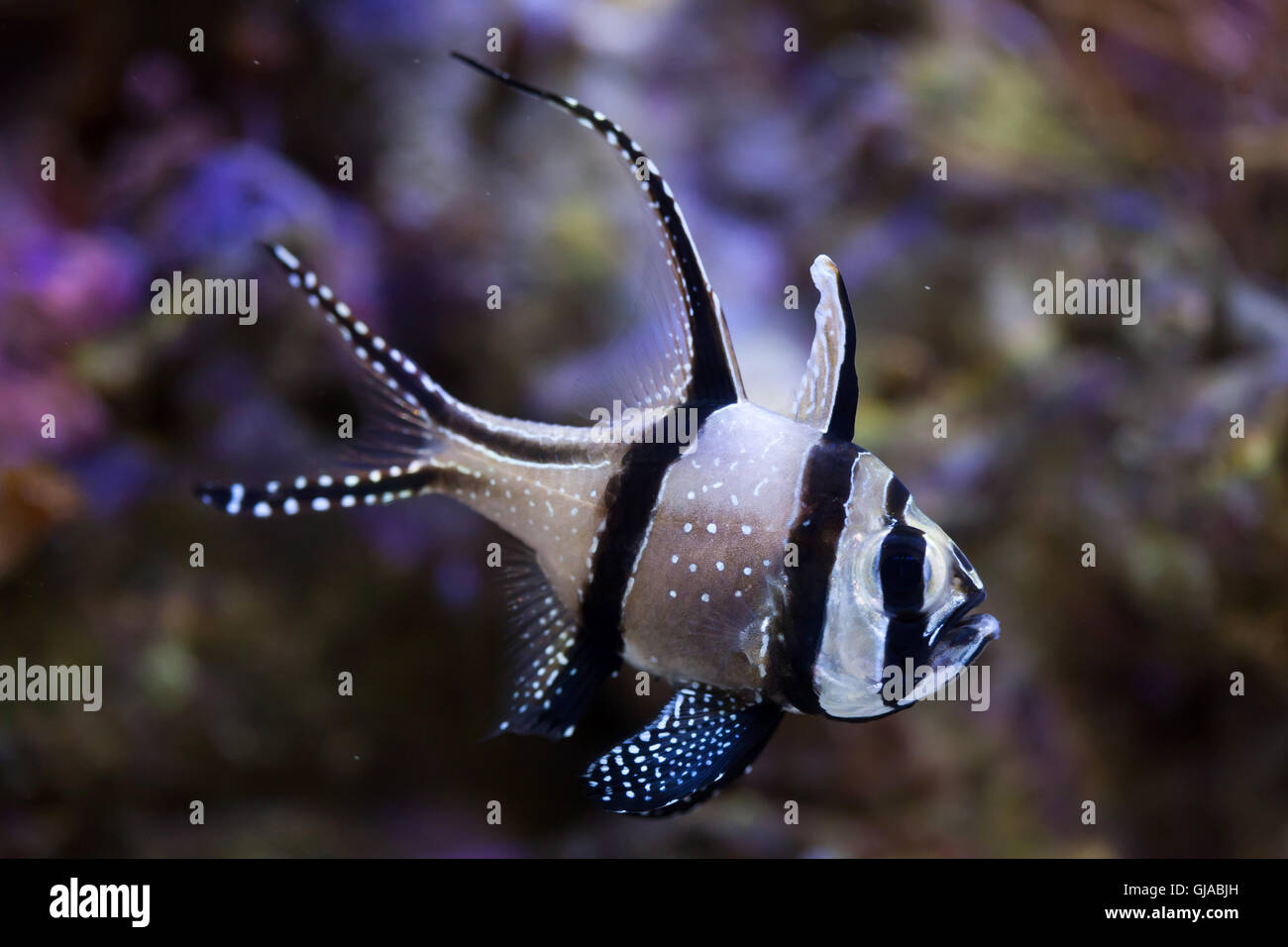 Banggai cardinalfish (Pterapogon kauderni Stock Photo - Alamy