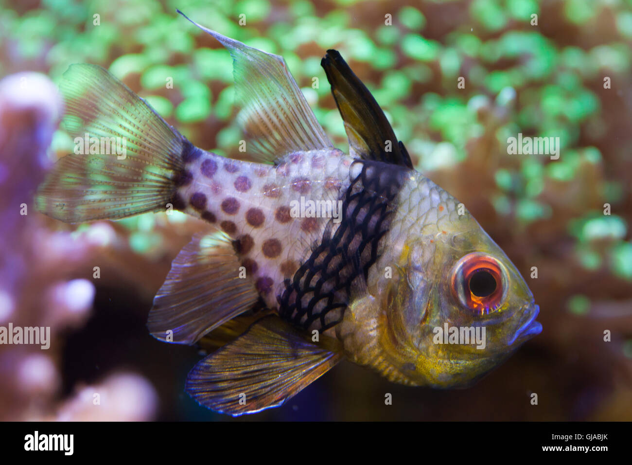 Pajama cardinalfish (Sphaeramia nematoptera), also known as the spotted ...
