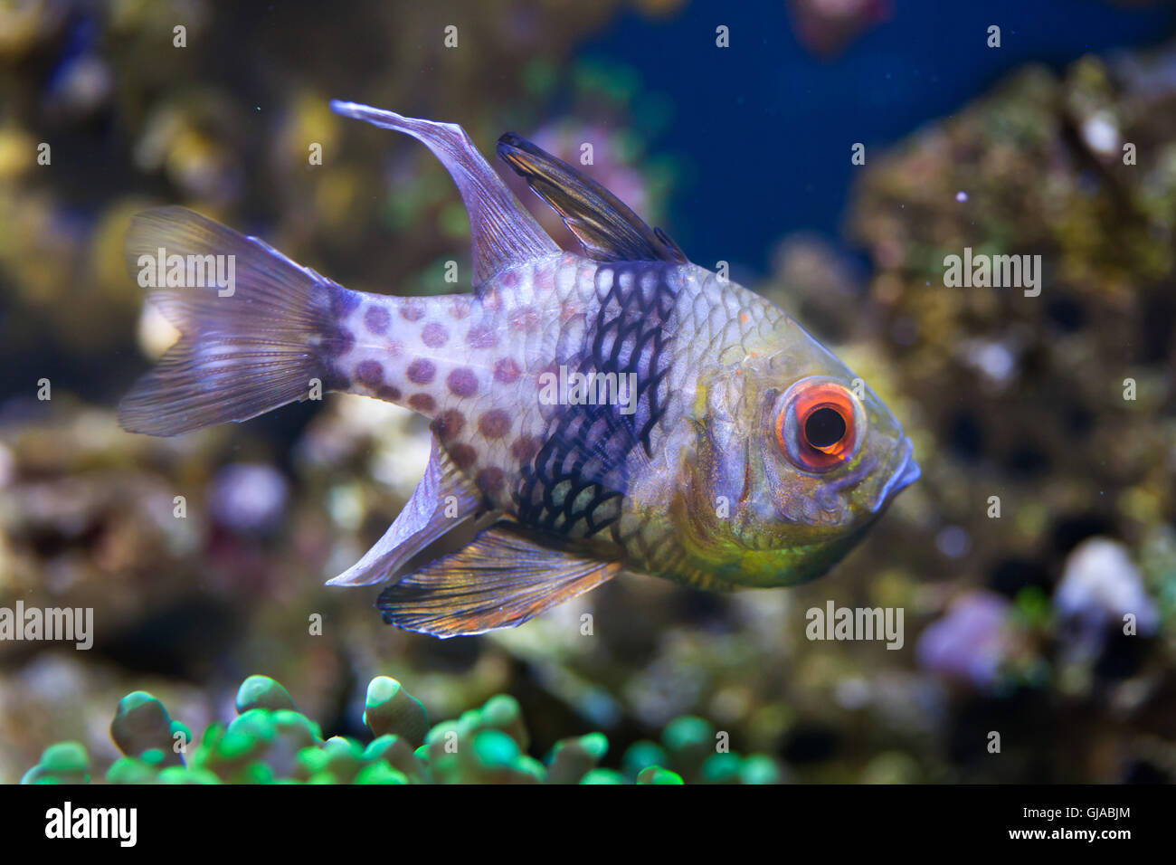 Pajama cardinalfish (Sphaeramia nematoptera), also known as the spotted ...