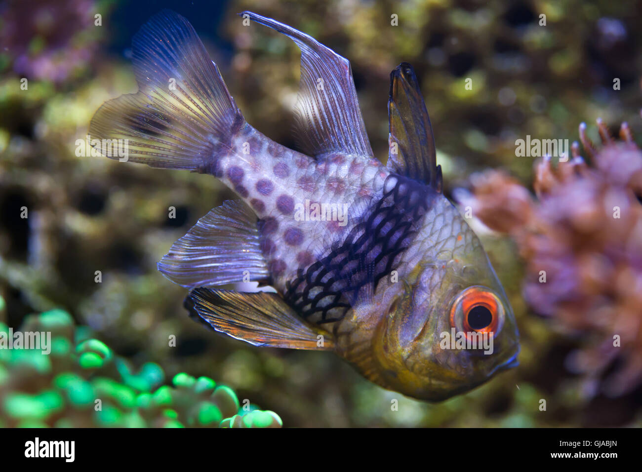Pajama cardinalfish (Sphaeramia nematoptera), also known as the spotted ...