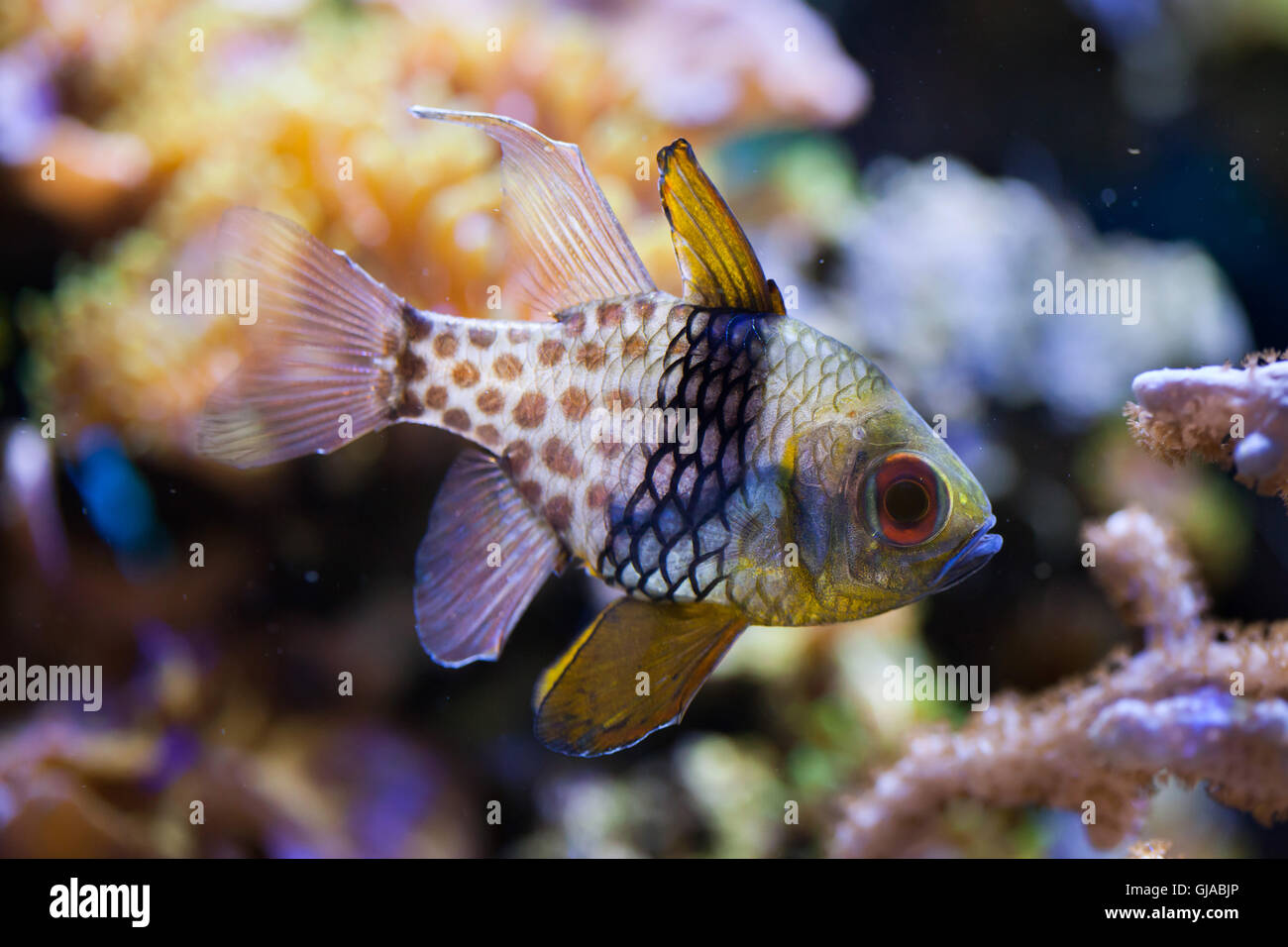 Pajama cardinalfish (Sphaeramia nematoptera), also known as the spotted ...