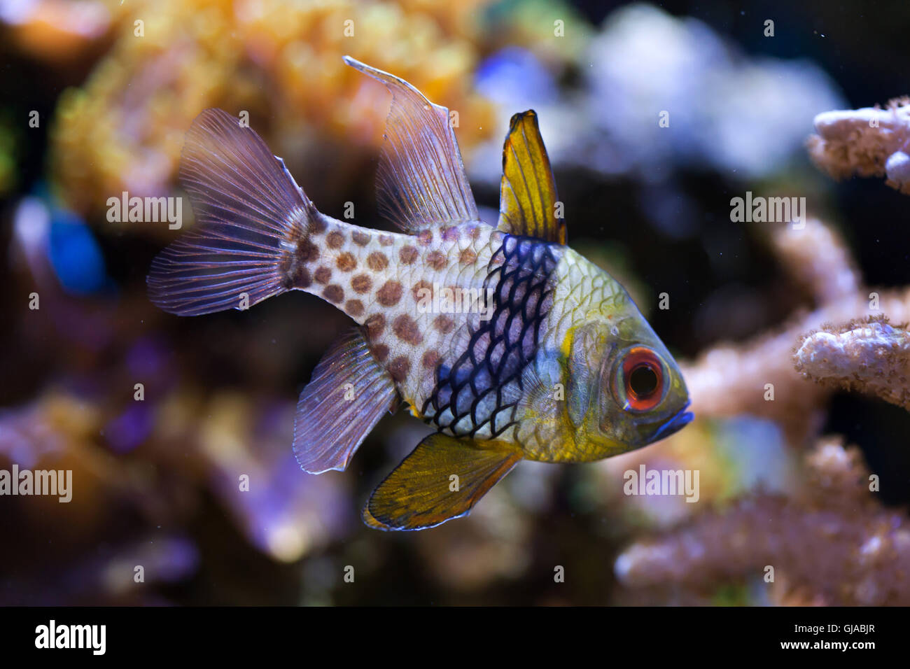 Pajama cardinalfish (Sphaeramia nematoptera), also known as the spotted ...