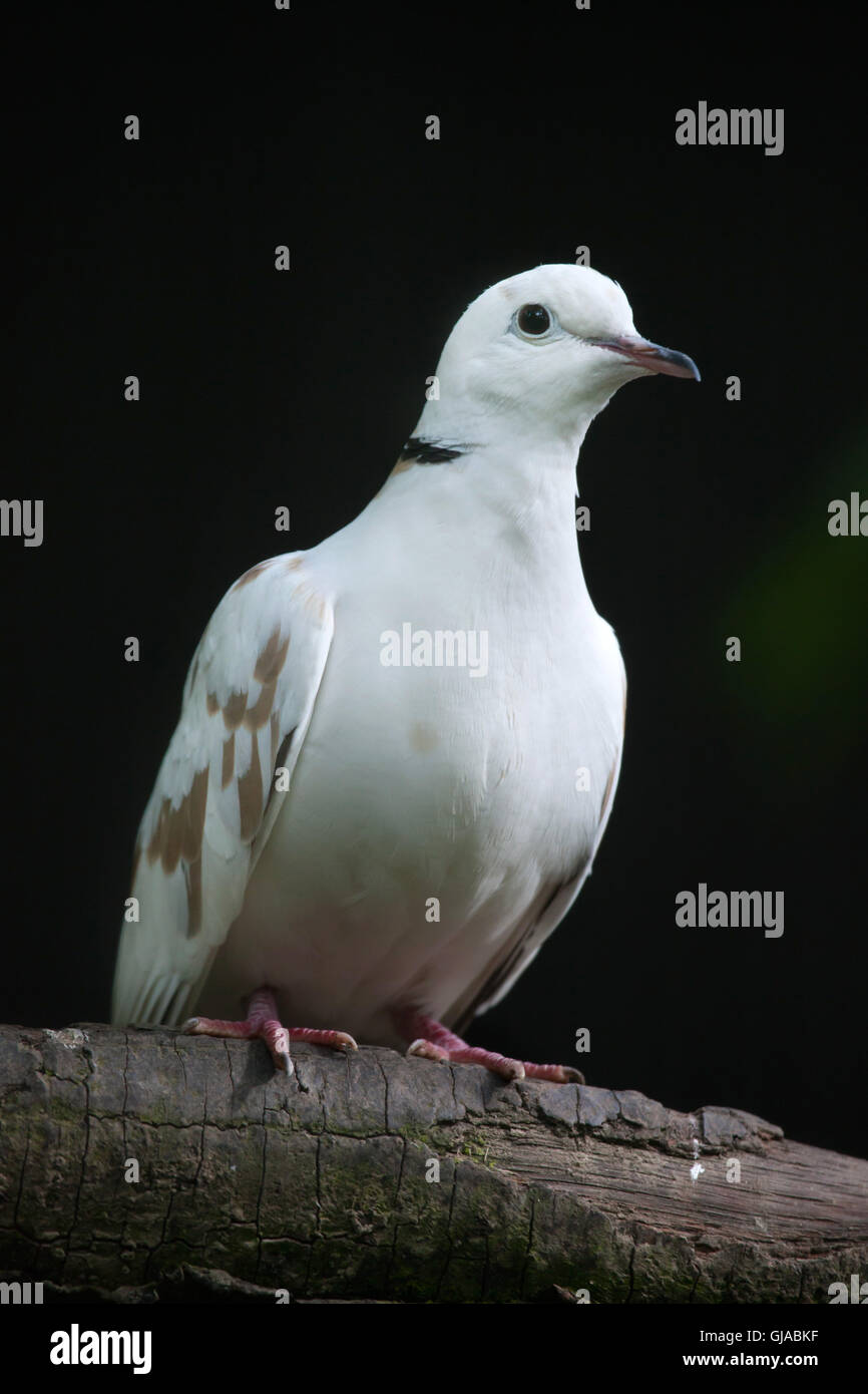 Spotted dove (Spilopelia chinensis chinensis Stock Photo - Alamy
