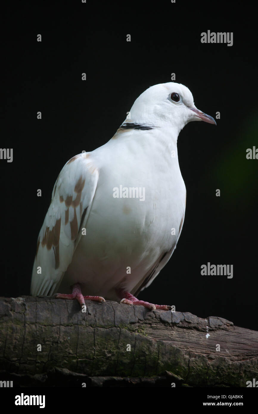 Spotted dove (Spilopelia chinensis chinensis Stock Photo - Alamy