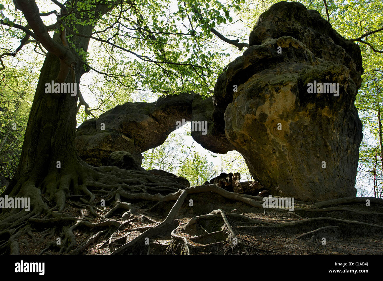 Felsentor', beech, root system, Saxon Switzerland Stock Photo - Alamy