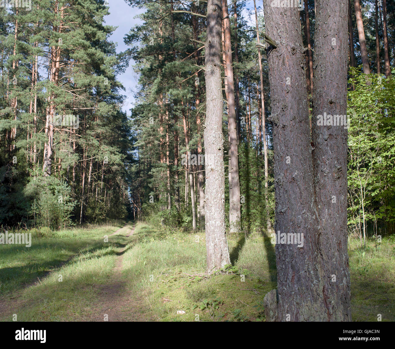 Pine Trees Forest Stock Photo - Alamy