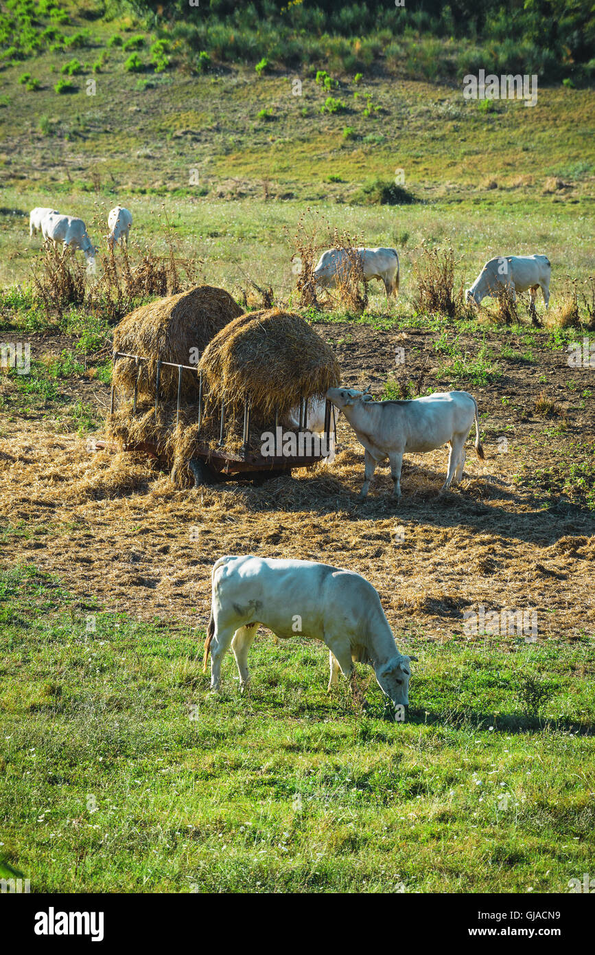 Italian Cattle Breed Stock Photos & Italian Cattle Breed Stock Images ...