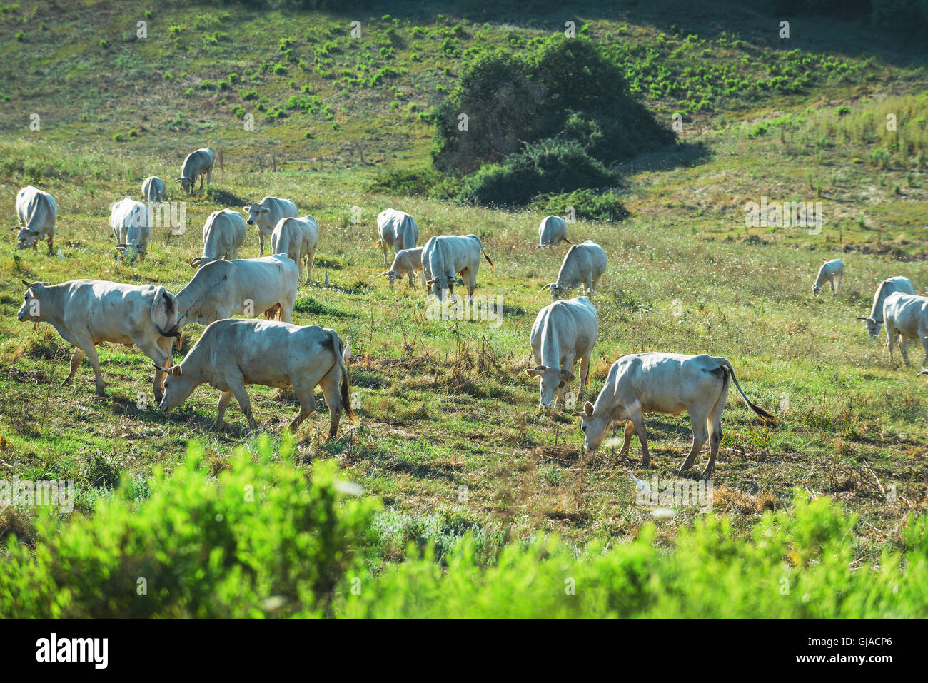 Chianina animal nature hi-res stock photography and images - Alamy