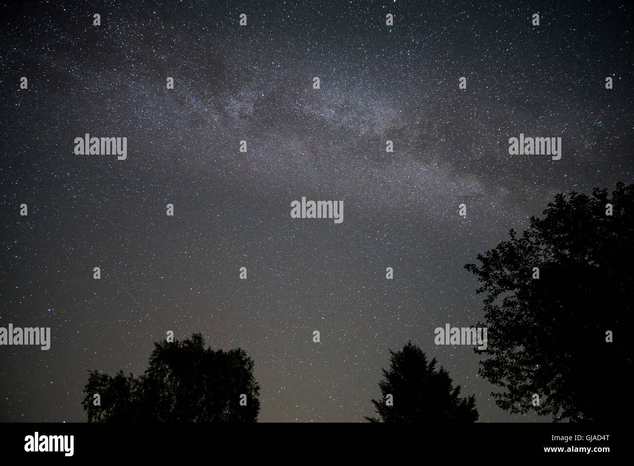 Milky Way over trees Stock Photo - Alamy