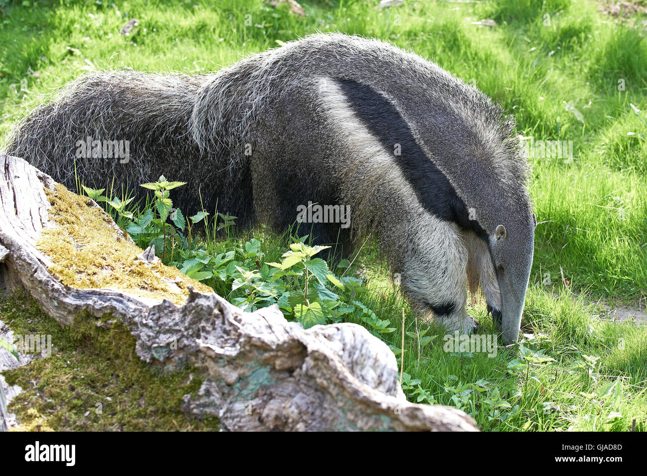 Giant Anteater walking in its natural habitat Stock Photo - Alamy