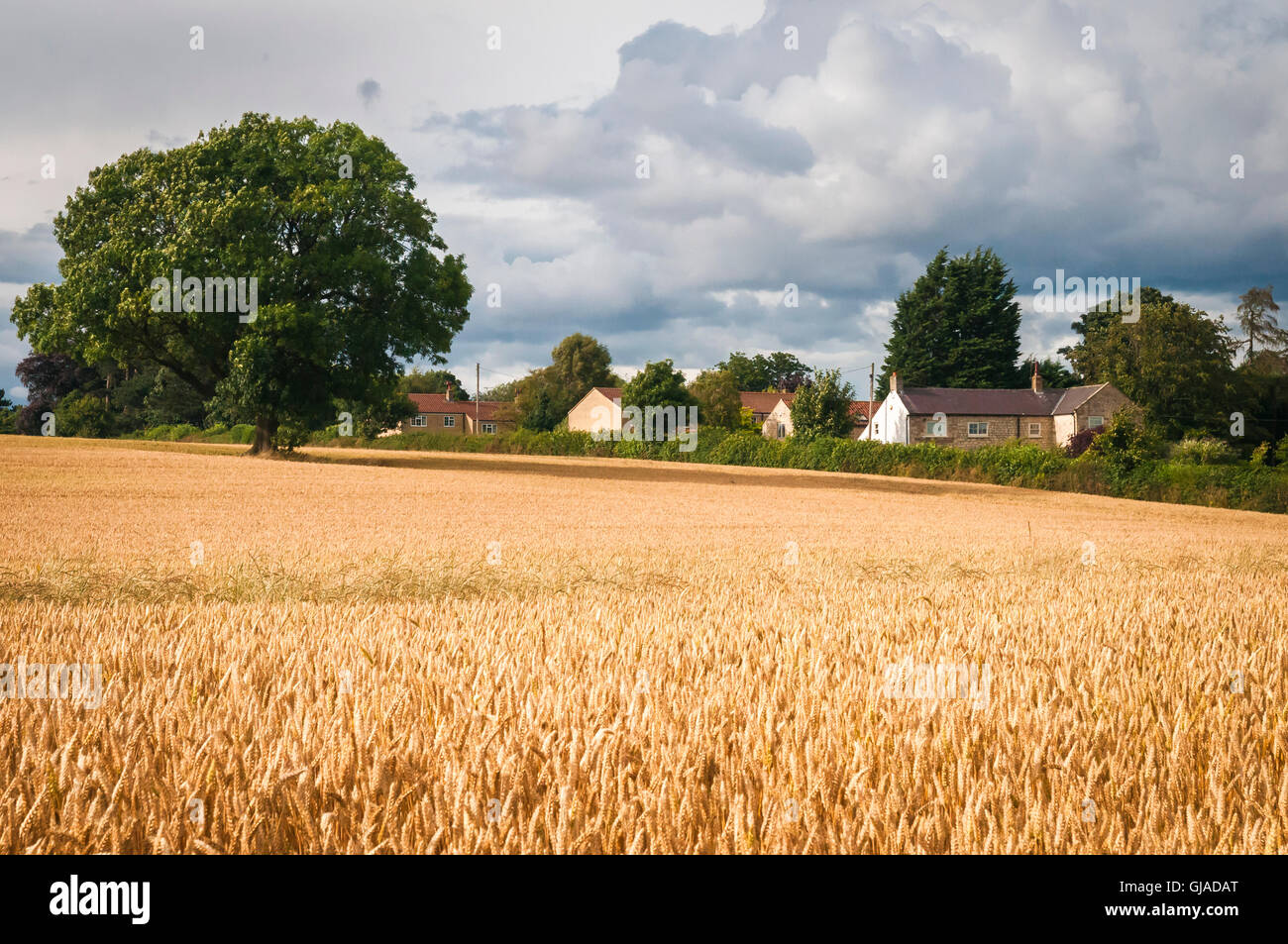 A landscape image of corn fields ripening in the sunshine in Yorkshire ...