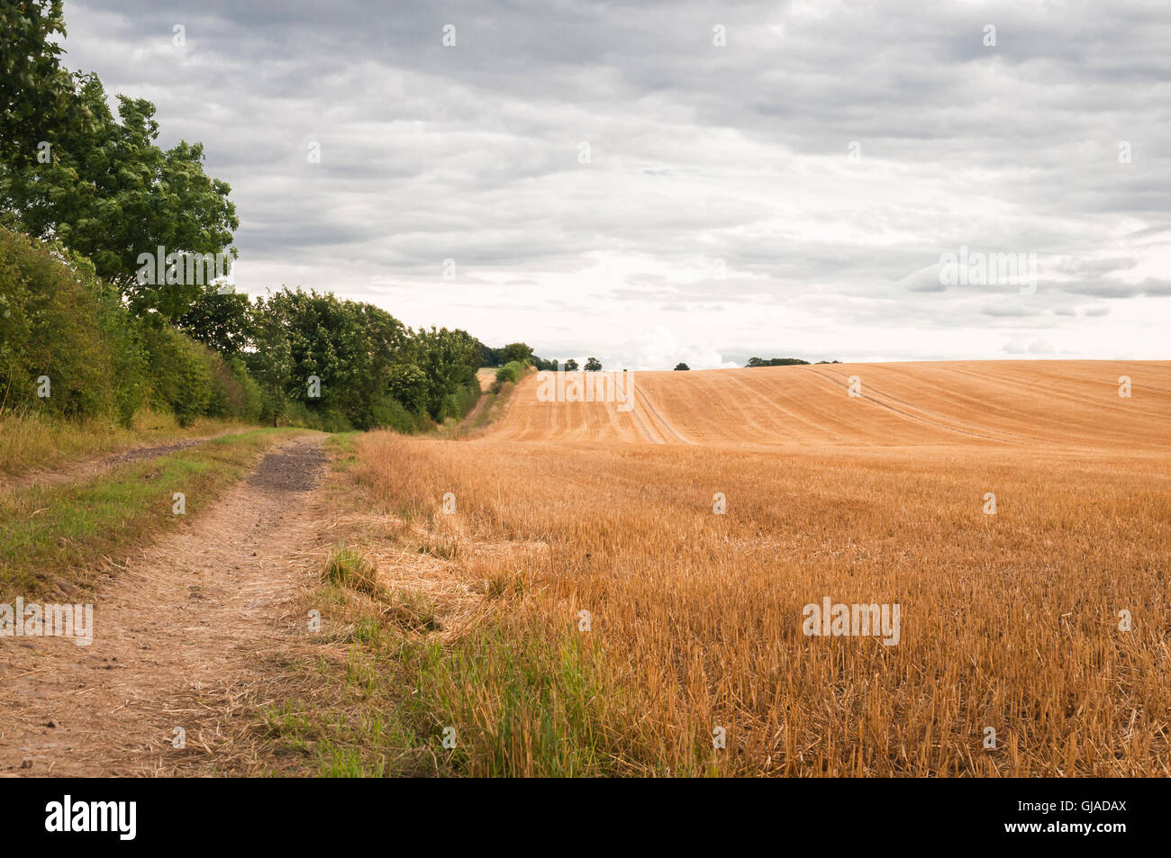 Cornfields corn fields hi-res stock photography and images - Alamy