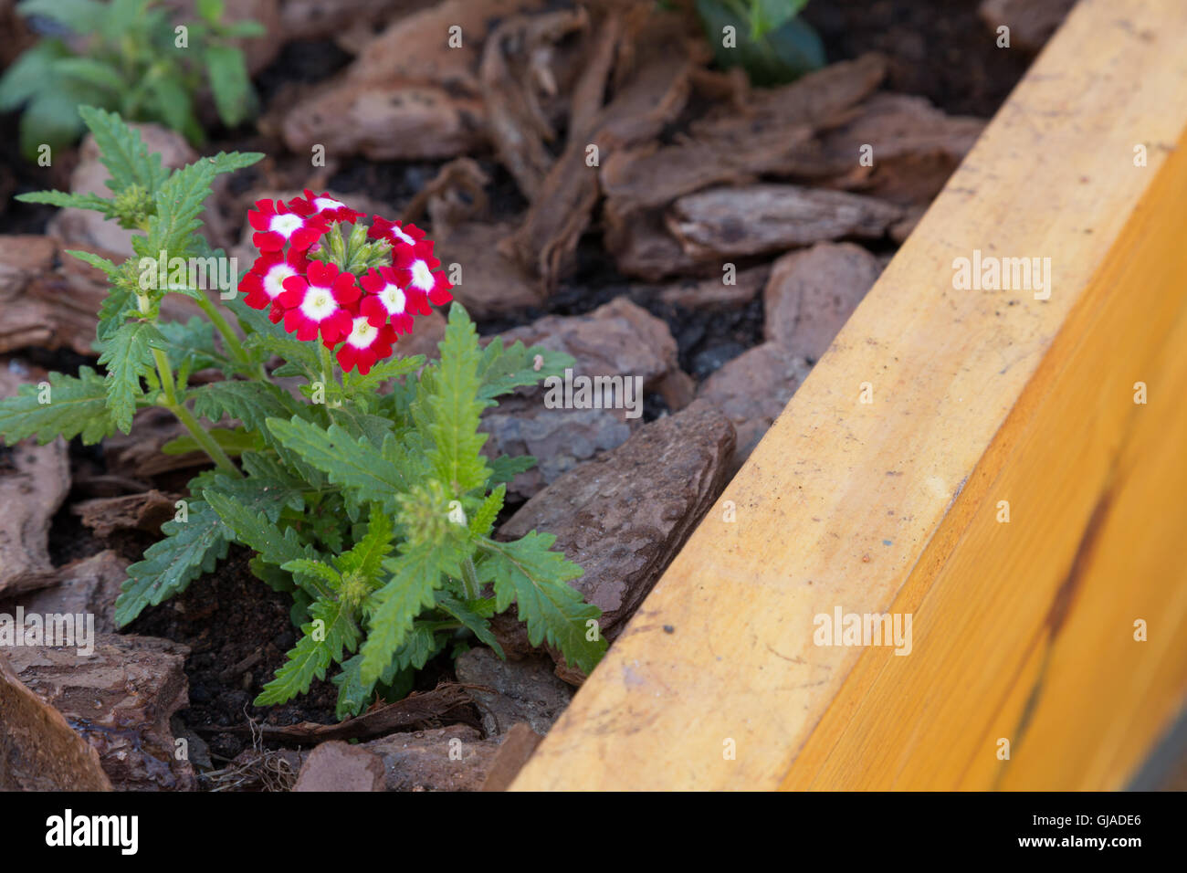 Beautiful red and white verbena (verbenas or vervains) flower and brown ...
