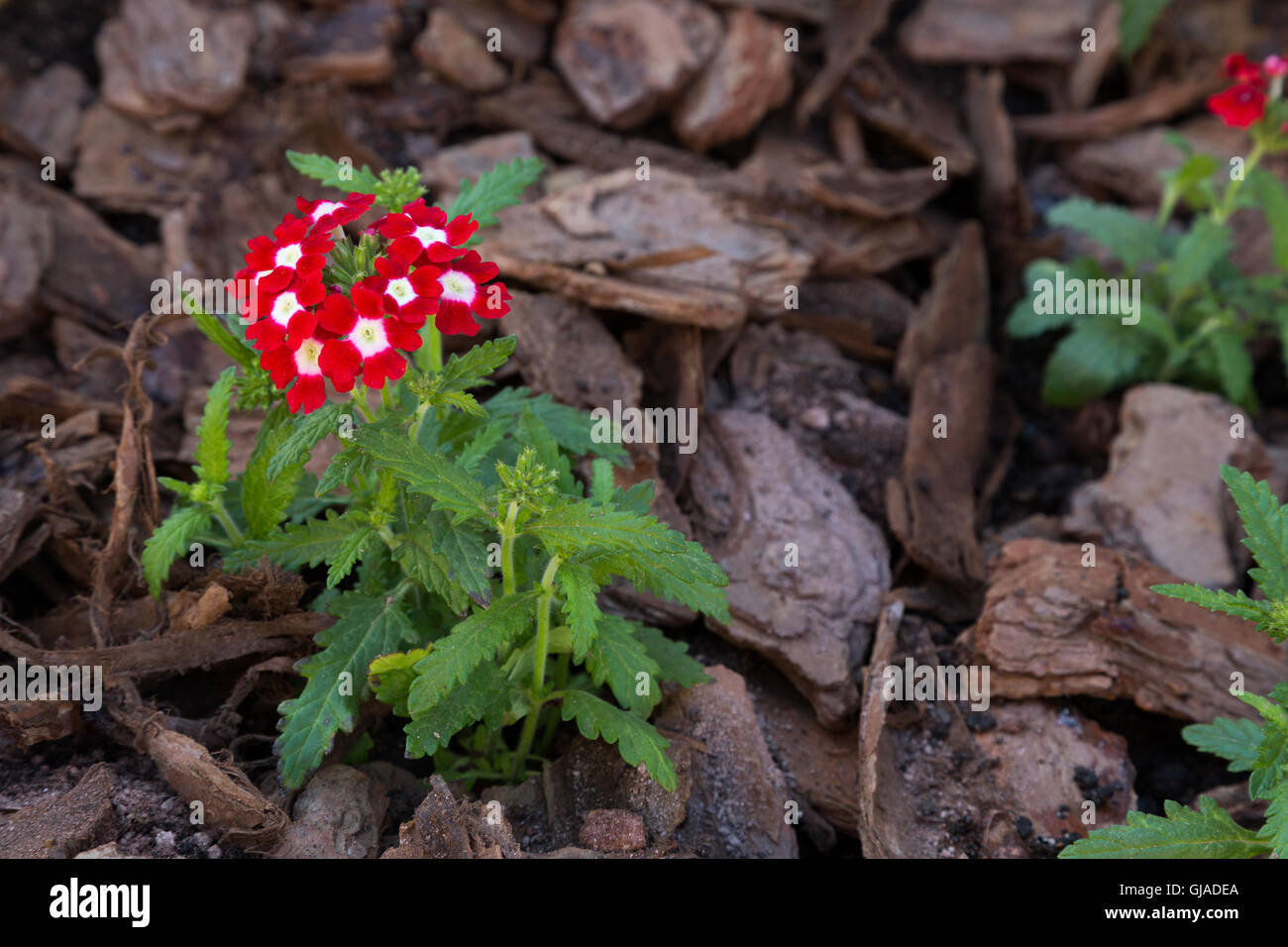 Verbenas hi-res stock photography and images - Alamy